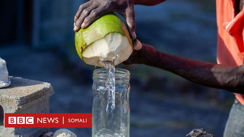 Sidee bay biyuhu u galaan gudaha qumbaha? Si fiican u fahan habkan ...
